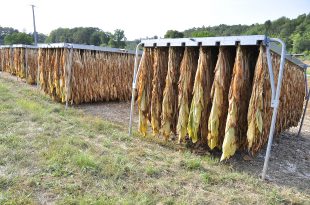 Tabak trocknen mit Luftentfeuchtern
